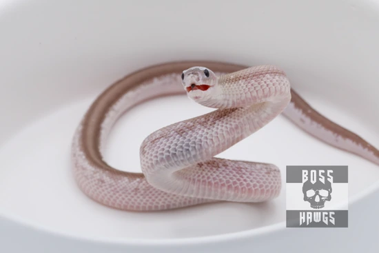 Patternless Whiteside Ballum Axanthic Het Trumbower Hypo, 50% Albino ...