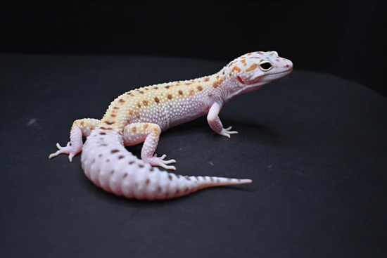 W/Y Eclipse PH Tremper Leopard Gecko by Boss Art Geckos