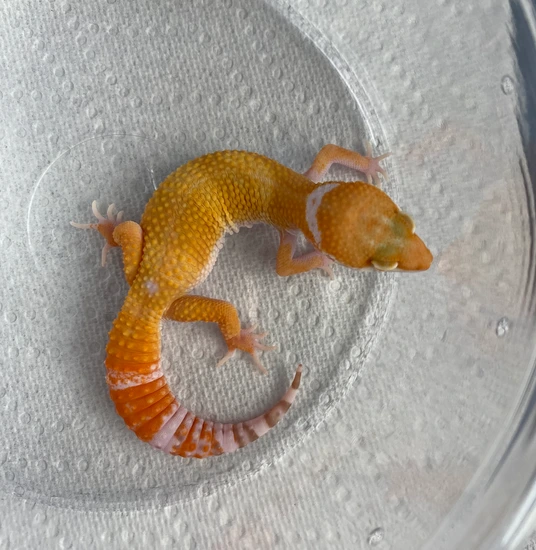 Super Giant Tangerine Tremper Leopard Gecko by Volcanic Reptiles
