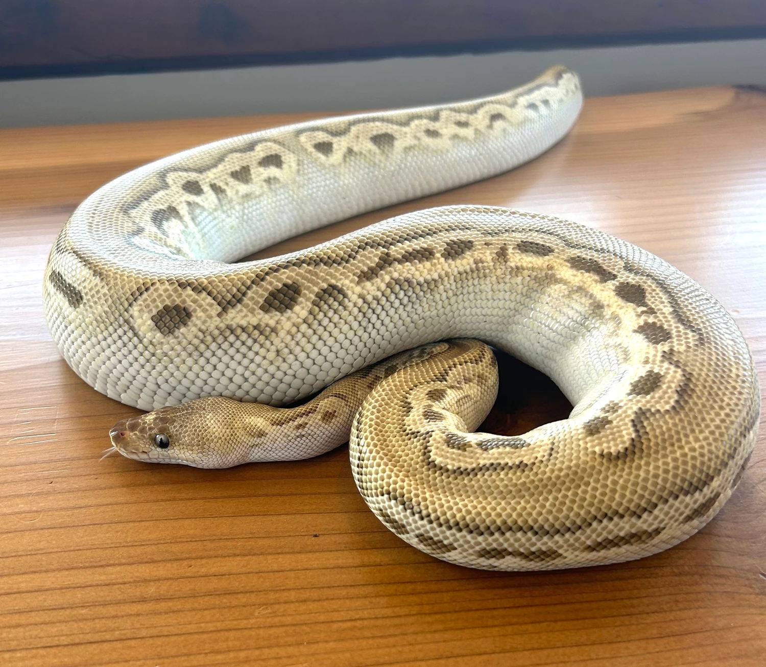 BP Genome Project's Collection - MorphMarket
