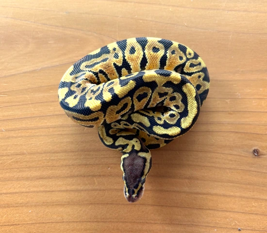 Pastel DH (Clown Monsoon) Ball Python by BP Genome Project