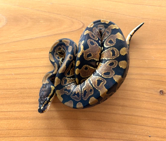 Het Clown Het Monsoon Ball Python by BP Genome Project