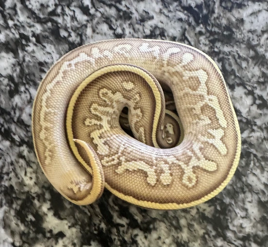 Super Pastel Lesser Leopard 100% Het Pied 66% Het Clown Ball Python by ...