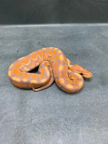 Banana Cinnamon Super Enchi Het Clown Ball Python by Brad Boa Reptiles