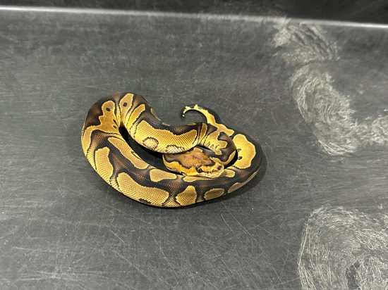 Enchi Mahogany Wookie Clown Ball Python by Brad Boa Reptiles