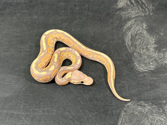 Black Pastel Enchi Banana Het Clown Ball Python by Brad Boa Reptiles