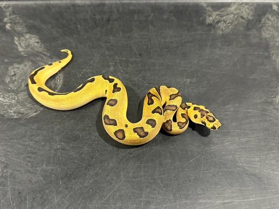 Super Enchi Clown Poss Lace Ball Python by Brad Boa Reptiles