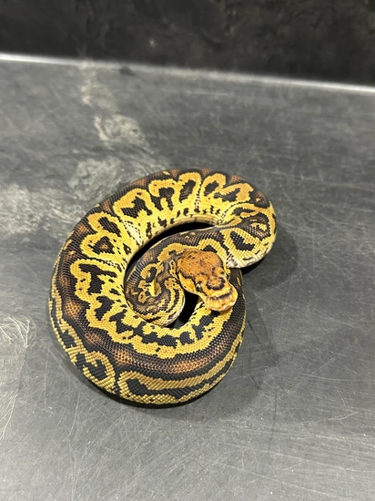 Kosmos White Flame Clown Ball Python by Brad Boa Reptiles