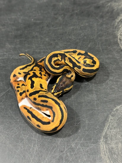 Wookie Leopard Pied Ball Python by Brad Boa Reptiles