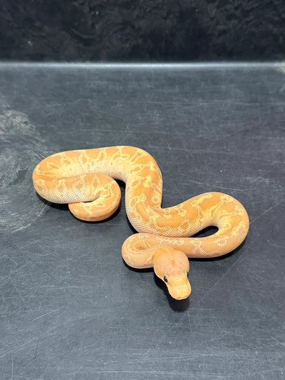 Banana Cypress Sunset Clown Ball Python by Brad Boa Reptiles