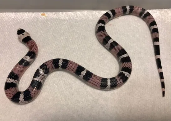 Anery Honduran Milk Snake by Brad's World Reptiles