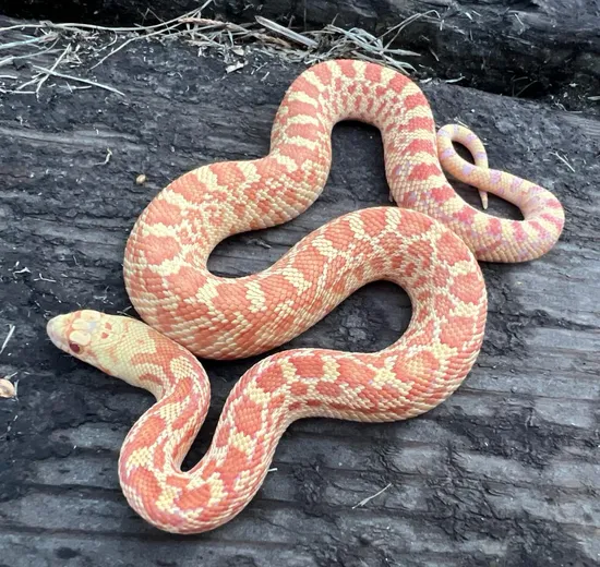 Albino Gopher Snake by Brad's World Reptiles