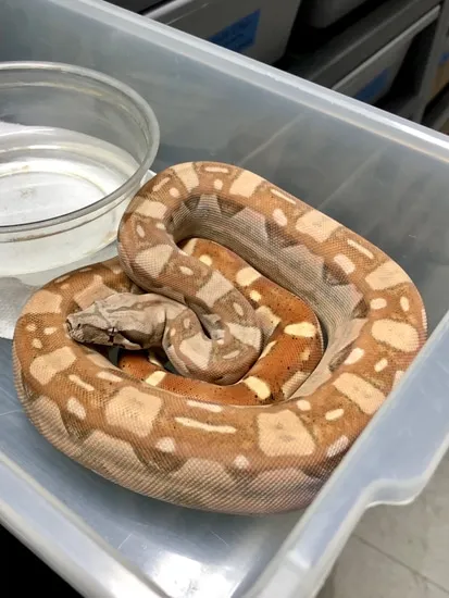 Hytec Jungle Ph VPI Snow Boa Constrictor by Brad Sherman