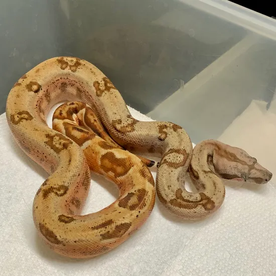 Poss Habanero Spector Maker Boa Constrictor by Brad Sherman