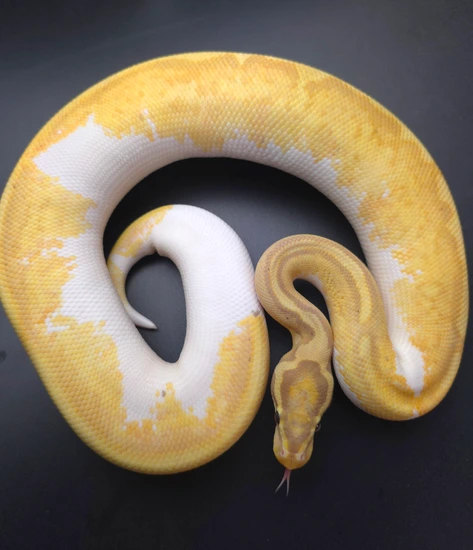 Banana Enchi Yellowbelly Pied Ball Python by Brainchild Mutations