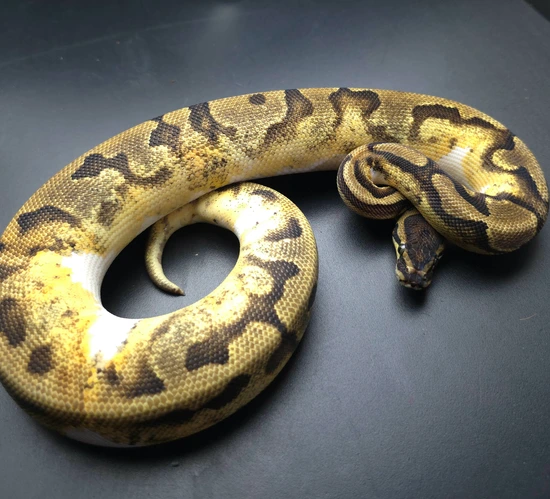 Enchi Pied Ball Python by Brainchild Mutations