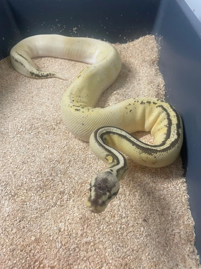 Calico Yellow Belly Fire Super Pastel Free Shipping Ball Python by ...