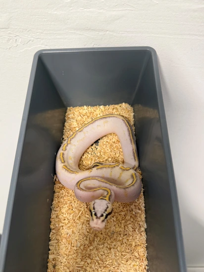 Super Pastel Highway Ball Python by BrandonJames Ball Pythons