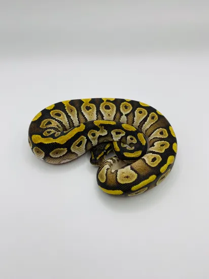 Mojave Ball Python by Outer World Exotics