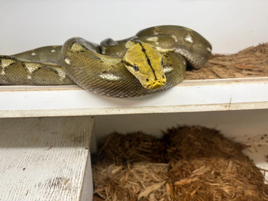 50% Kalatoa Anery Phantom Reticulated Python by Simpson’s Serpents