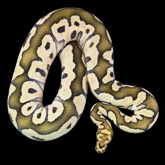 Proven DG Clown Ball Python by Oodles A' Noodles