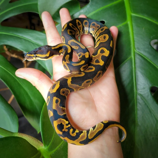 Wookie Leopard Pos Redstripe Het Clown 50% Het Monarch Ball Python by ...
