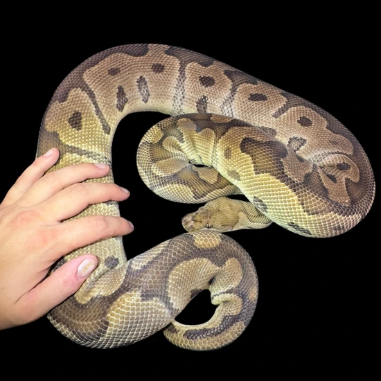 Proven Clown 12+ Egg Layer Ball Python by Oodles A' Noodles