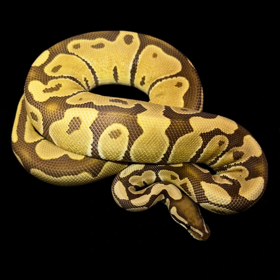 Proven Monarch Ball Python by Oodles A' Noodles