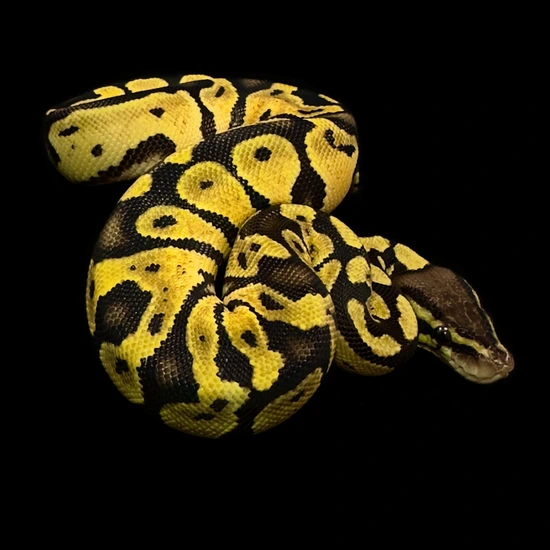 Pastel TH VPI DG Clown Ball Python by Oodles A' Noodles