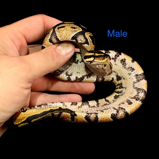 1.1 Dbl Het DG Clown Ball Python by Oodles A' Noodles
