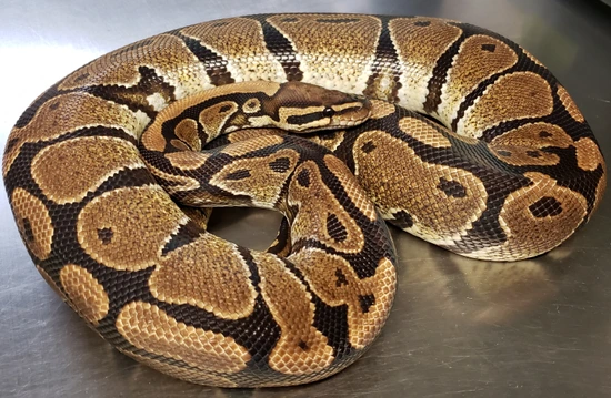 100% Het Ultramel Ball Python by Brandon Ramos Reptiles