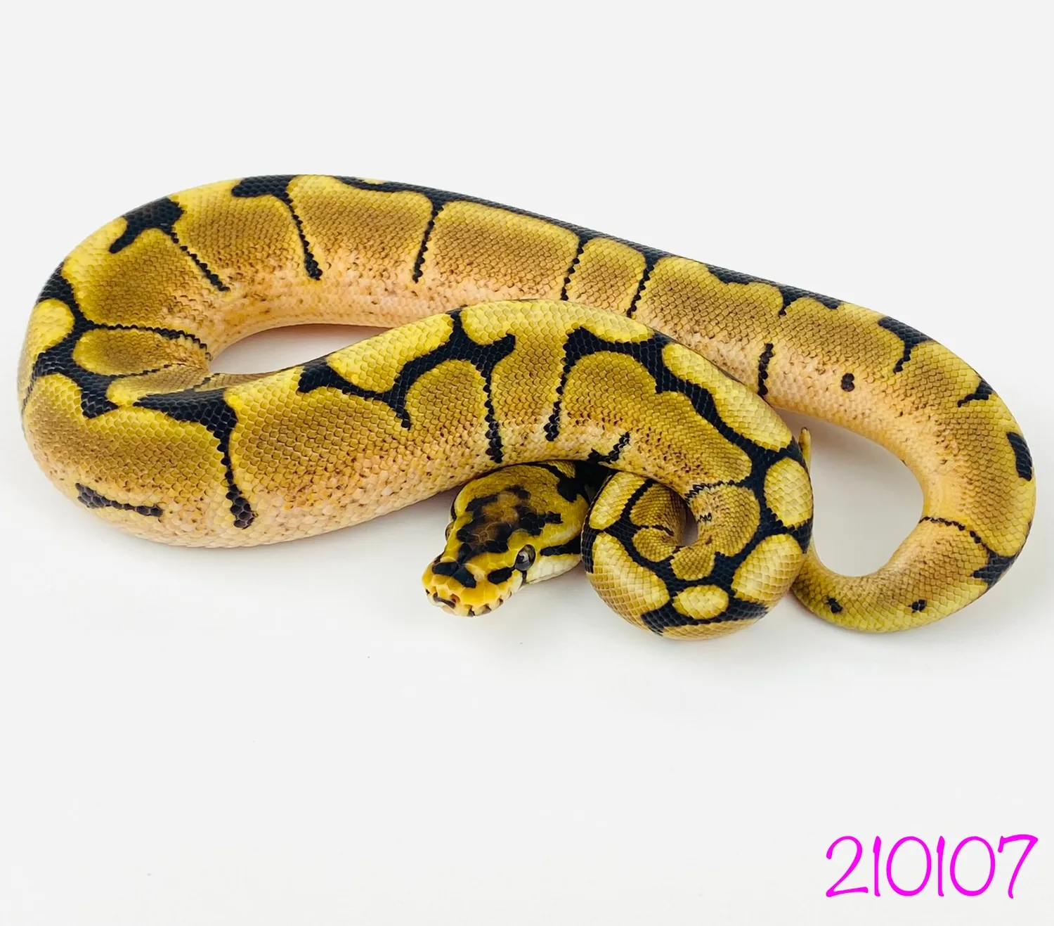 Bravo Zulu Ball Pythons's Collection - MorphMarket