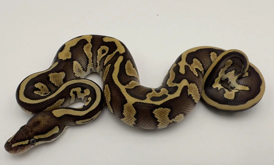 Lesser Leopard Het VPI Axanthic Ball Python by Royal Reptile Exotics