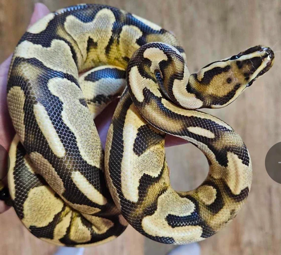 Orange Dream Fire Yellow Belly 66% Het Pied Ball Python by Pythonic ...