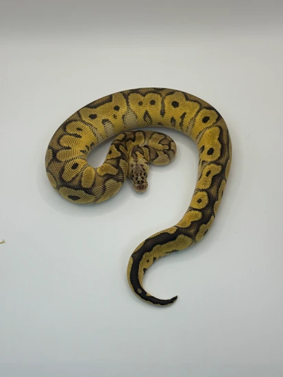 Pastel Od Clown Het Dg Ball Python by Brazier Clown Project
