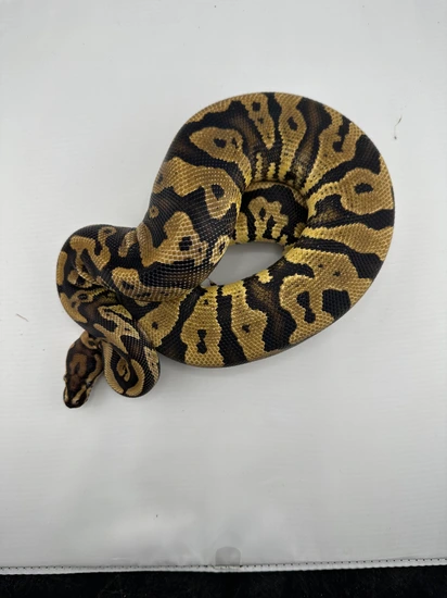 Yellow Belly Acid Het Clown - 700g Ball Python by Brazos Valley Reptiles