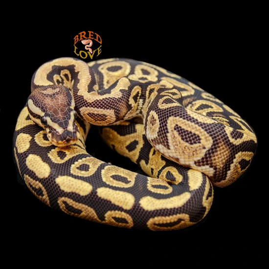 “Sailor” 1.0 '23 Disco/Fire Het Clown Ball Python by Bred 2 Love
