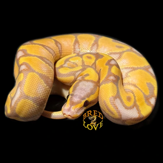 1.0 '25 Banana Enchi Het Genetic Stripe Ball Python by Bred 2 Love