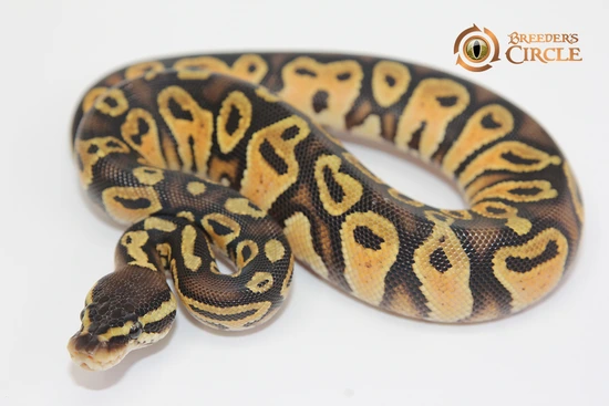 Pastel Marvel Ball Python by Breeder's Circle