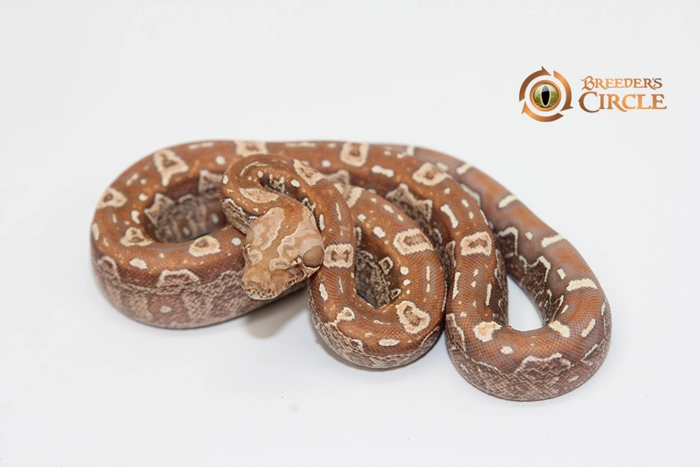 Aztec IMG VPI T+ Boa Constrictor by Breeder's Circle