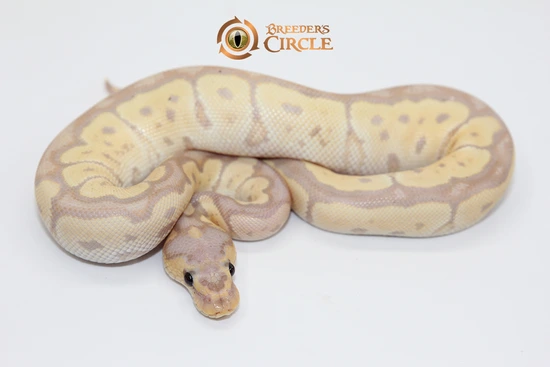 Banana Motley Clown Ball Python by Breeder's Circle