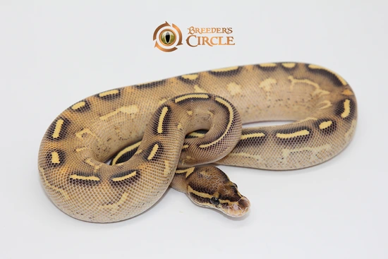 Highway Ball Python by Breeder's Circle