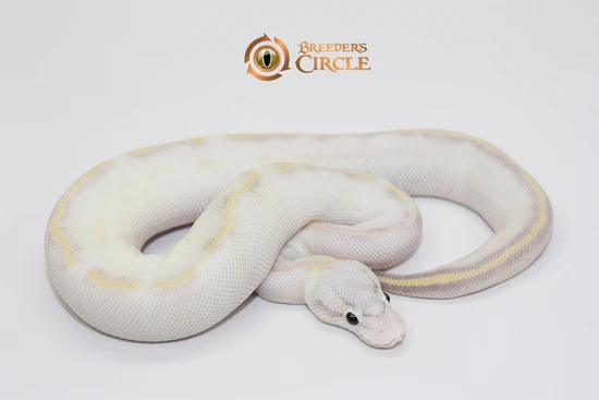 Pastel Ivory Poss Red Stripe Ball Python by Breeder's Circle