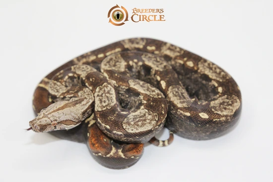 IMG VPI T+ Boa Constrictor by Breeder's Circle