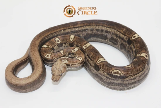 Jungle Motley IMG VPI T+ Boa Constrictor by Breeder's Circle