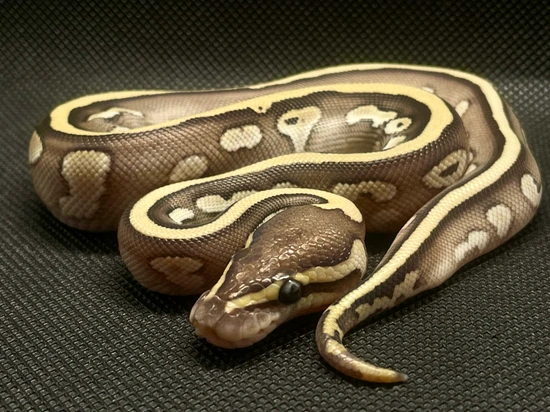 Lesser Leopard 100% Het Clown Ball Python by OBP Exotics