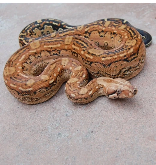 Keltic Aztec Het VPI Boa Constrictor by Empire Reptiles Canada