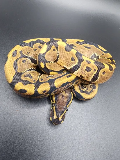 Vanilla Possible Yellow Belly Ball Python by Exquisite Balls and Exotic ...