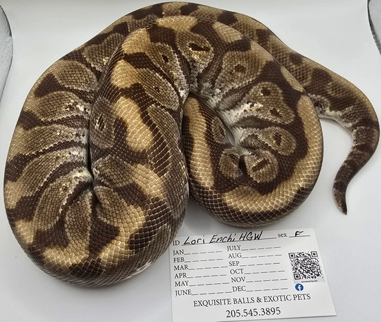 Lori Enchi Hidden Gene Woma Ball Python by Exquisite Balls and Exotic pets