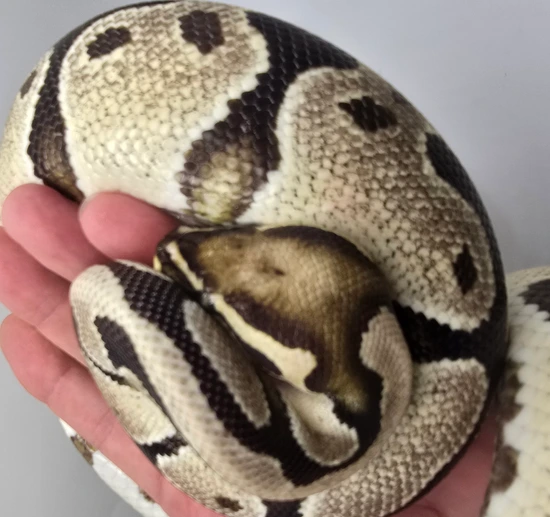 Lucifer Jester Ball Python by Exquisite Balls and Exotic pets
